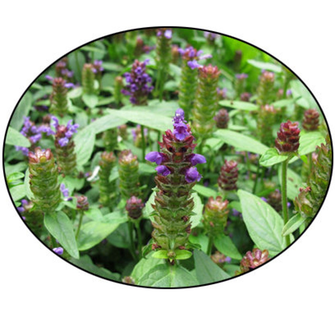 Heal All | Self Heal | Specialty Seeds | Perennial | Pollinator ...