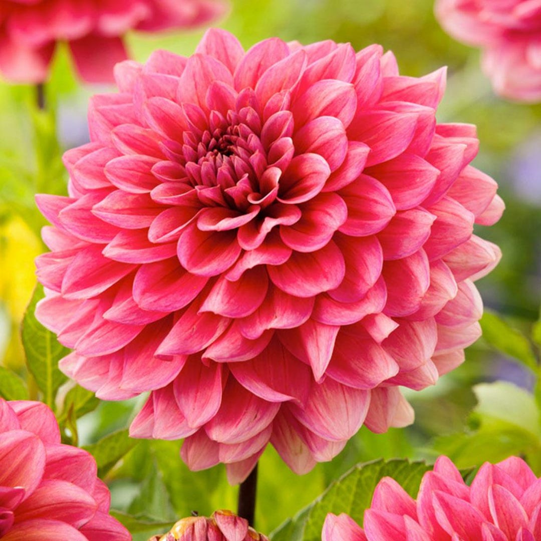 Dahlia Tuber Salmon Runner Simple and Easy Way to Grow Dahlias. - Etsy ...