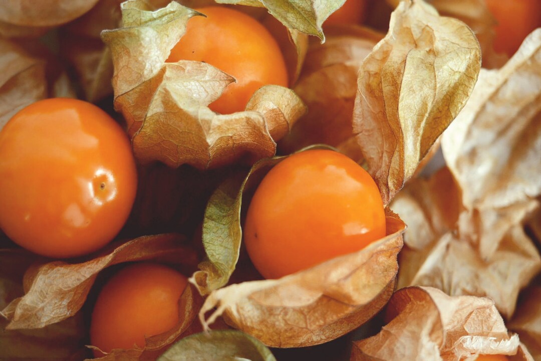 Ground Cherry Seeds AKA Cape Gooseberry, Golden Berry, Vegetable Seeds ...