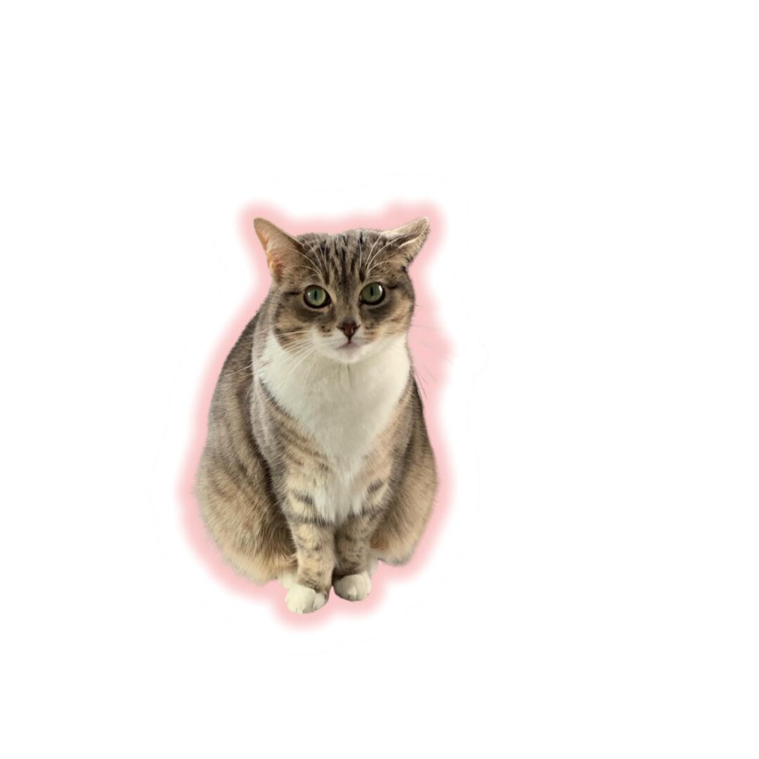 Pink Blurry Luna Katt Cute Cat Kiss-cut Stickers, Playful Cat Decals ...