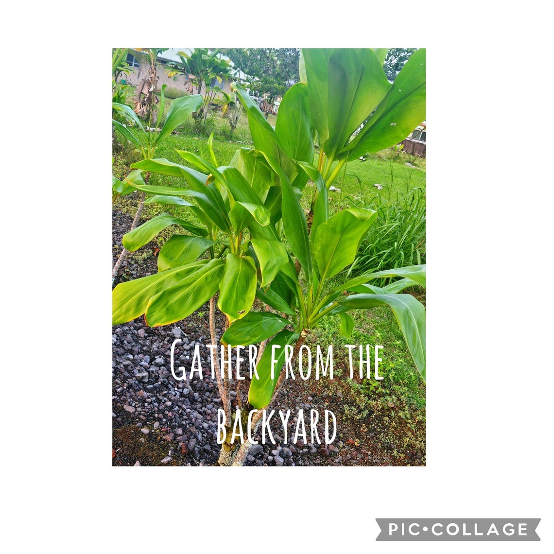 Ti Leaf Lei: Graduation Gift, Hawaiian Lei (22") - Etsy