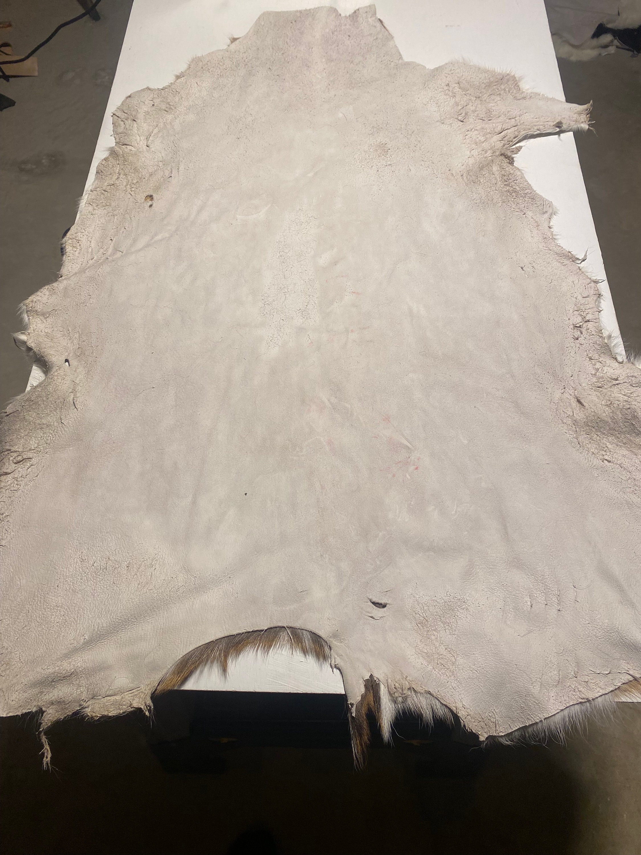 Deer Skin Second Grade Axis Deer Hide Size. Fallow Deer Rug Hair On ...