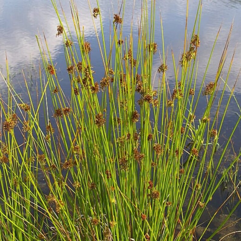 Soft Rush(juncus Effusus) (8-10 Roots) - Etsy