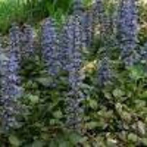 Barefoot Ajuga Reptans (blue Common Bugle) (8 Roots) - Etsy
