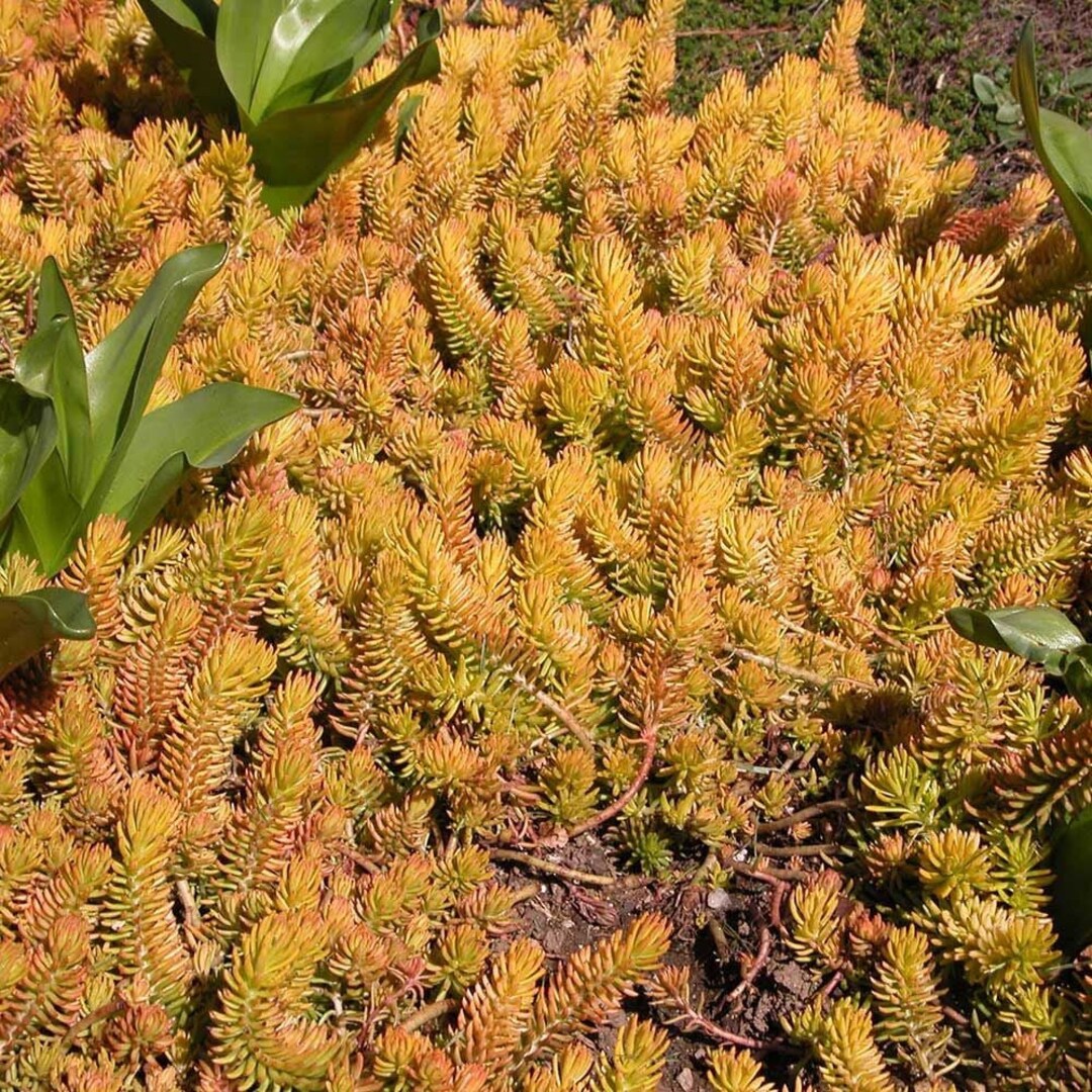 Sedum rupestre angelina Sedum Angelina 10-15 roots - Etsy Portugal