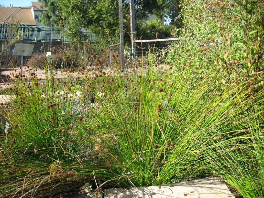 Soft Rush(juncus Effusus) (8-10 Roots) - Etsy