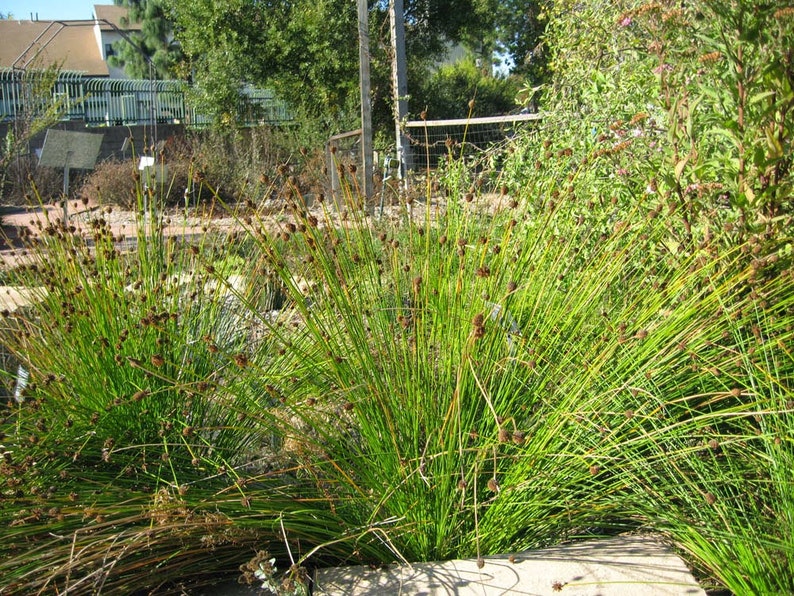 Soft Rush(juncus Effusus) (8-10 Roots) - Etsy