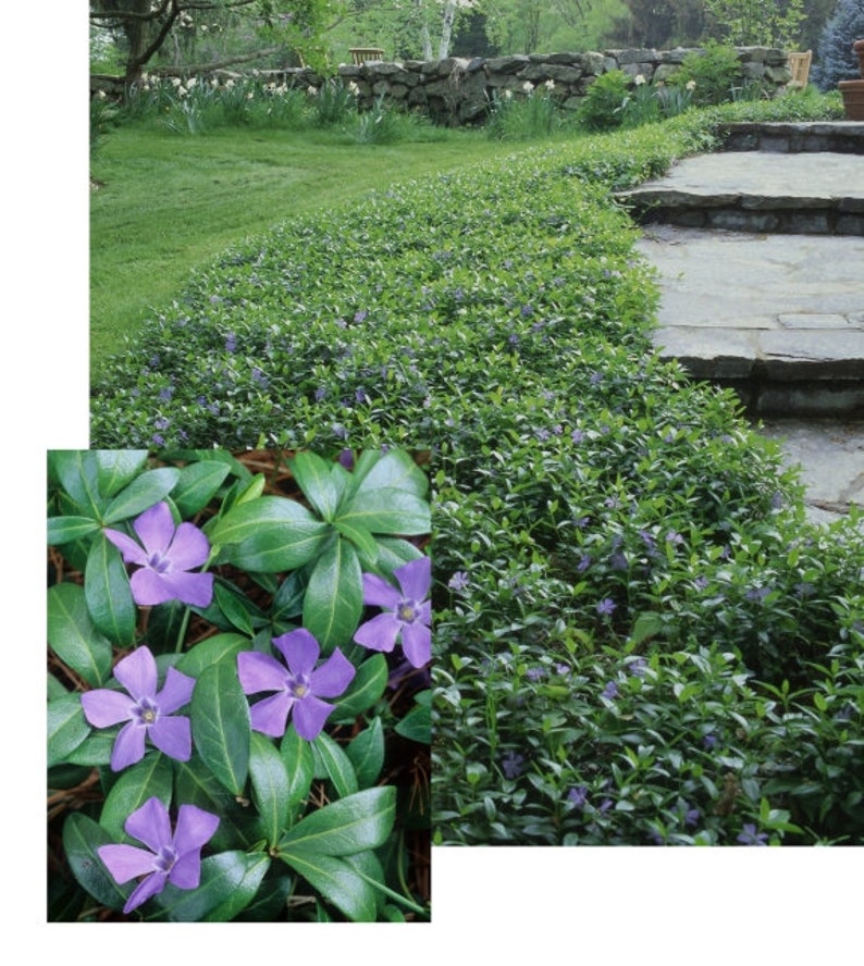 Bareroot Vinca Minor(creeping Myrtle,periwinkle) Can Deliver Within ...