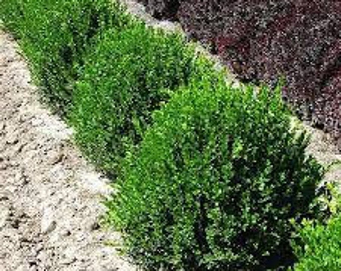 Buxus Microphylla 'little Missy' Dwarf Boxwood 4 Pot Size Plant - Etsy