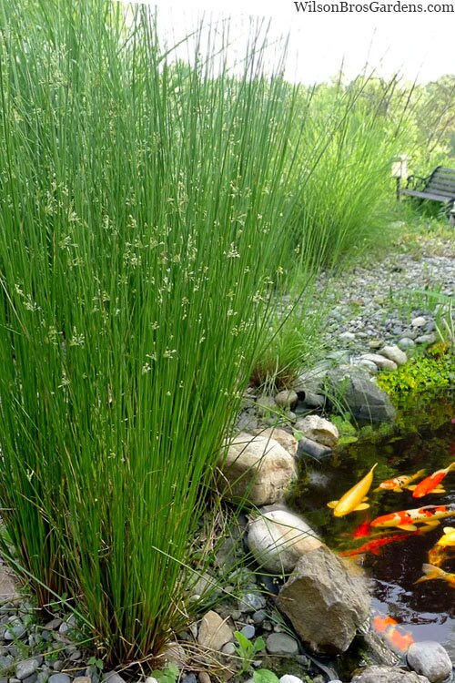 Soft Rush(juncus Effusus) (8-10 Roots) - Etsy