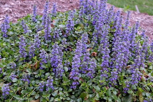 Barefoot Ajuga Reptans (blue Common Bugle) (6 Roots) - Etsy