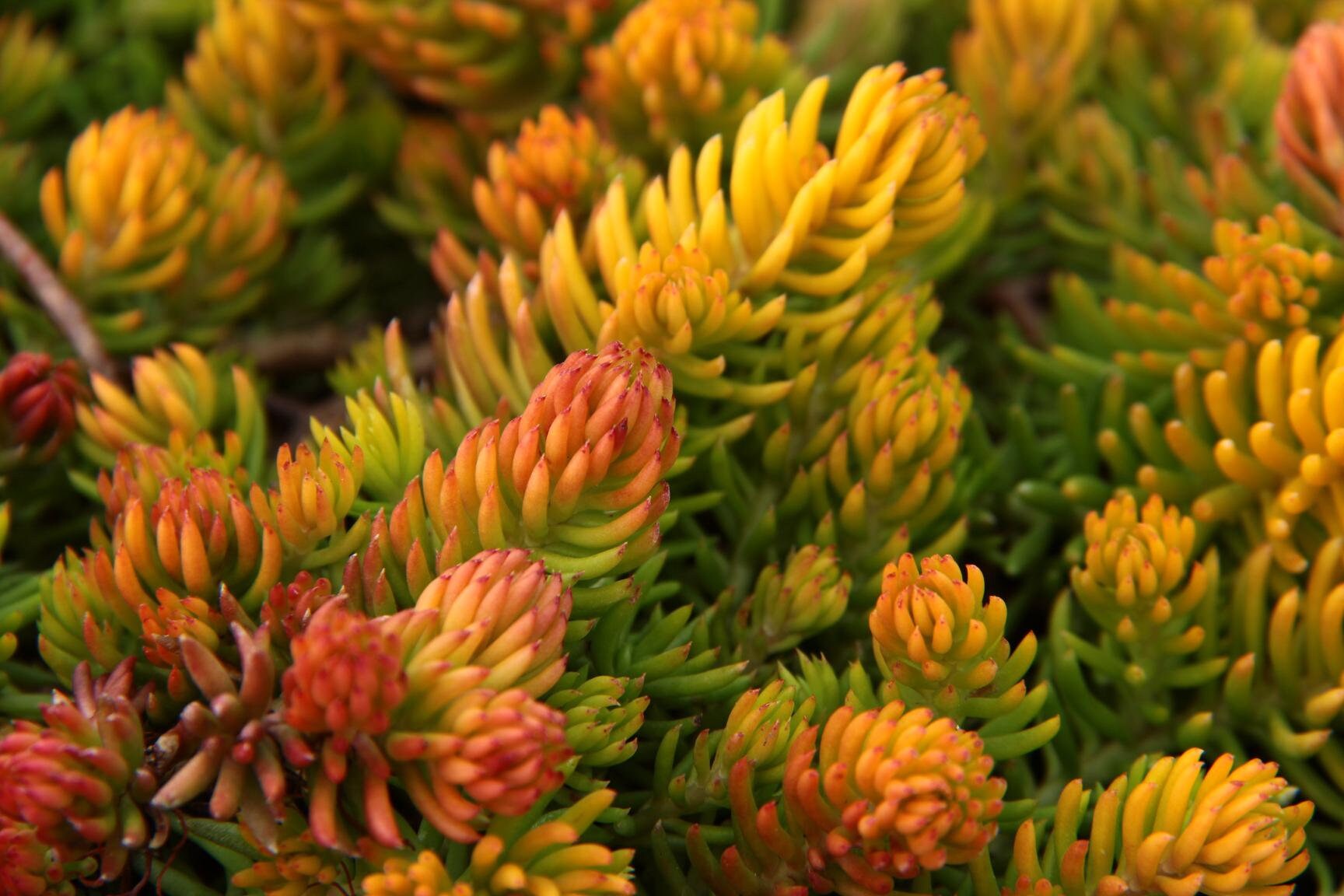 Bareroot Sedum Rupestre Angelina (sedum Angelina) (10 Roots) - Etsy