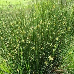 Soft Rush(juncus Effusus) (8-10 Roots) - Etsy