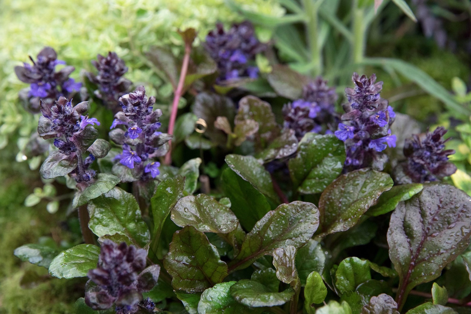 Barefoot Ajuga Reptans (blue Common Bugle) (6 Roots) - Etsy