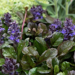 Barefoot Ajuga Reptans (blue Common Bugle) (8 Roots) - Etsy