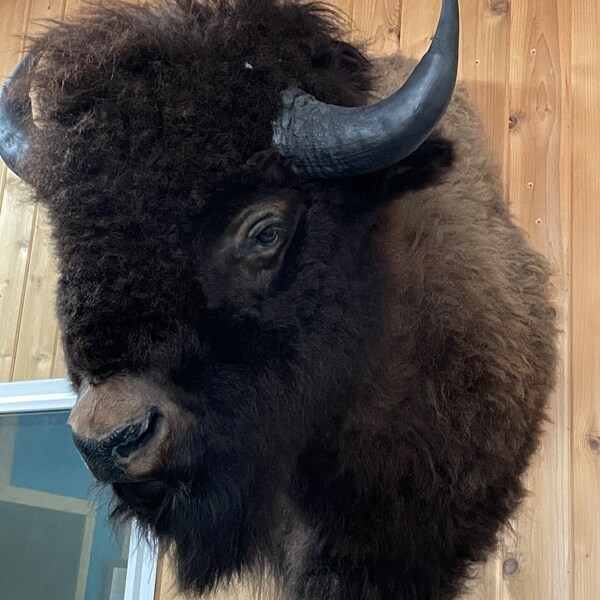 Buffalo Head Mount - Etsy