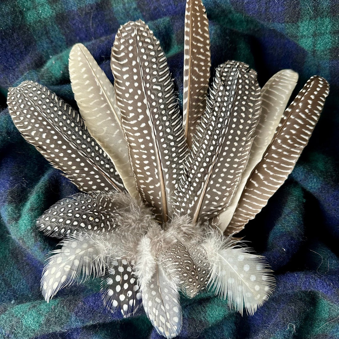 12 Assorted Guinea Fowl Polkadot Feathers From USA Small Farm CRUELTY ...