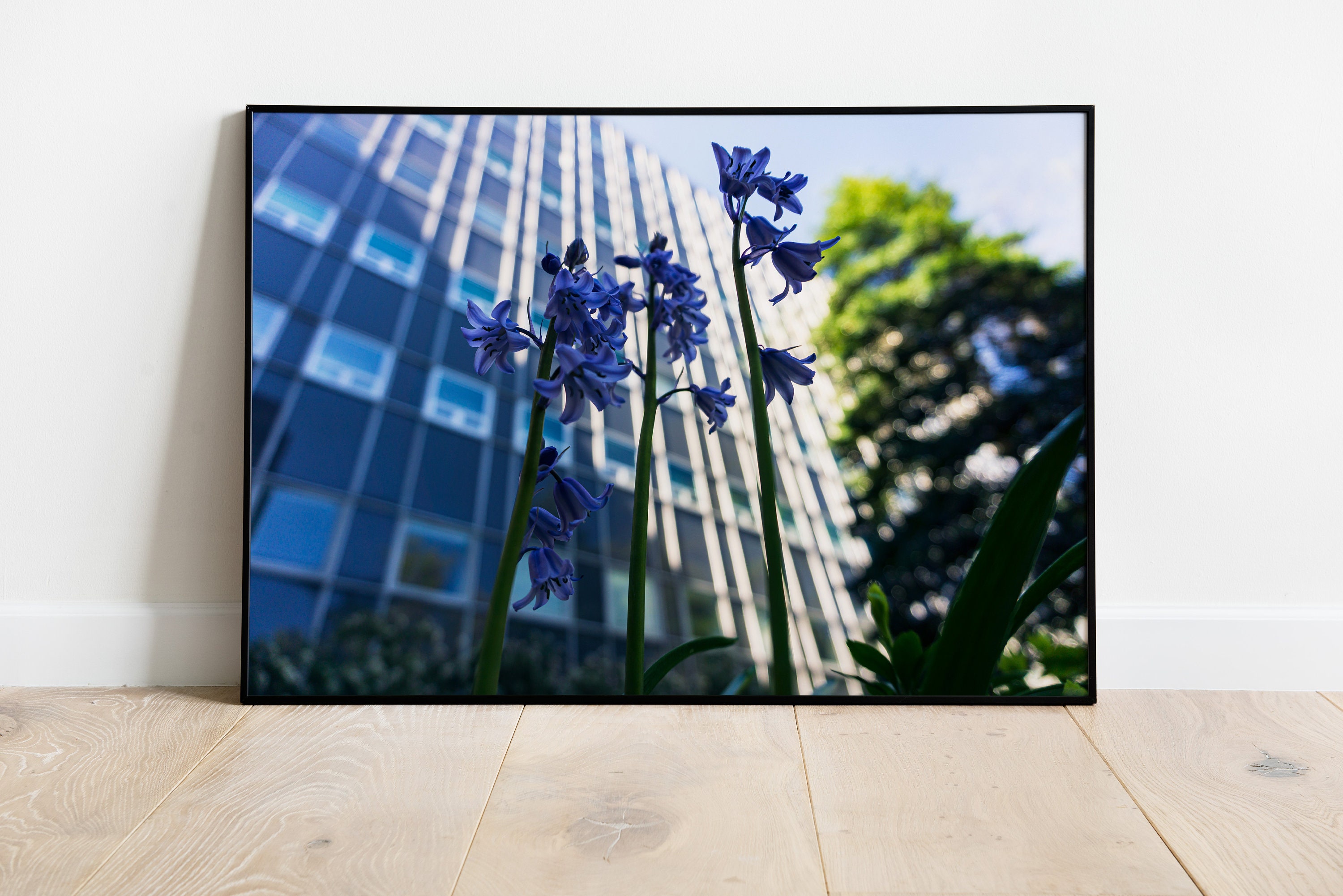 Blooming Bluebells Nature Photography, Flowers Macro Photo Print ...