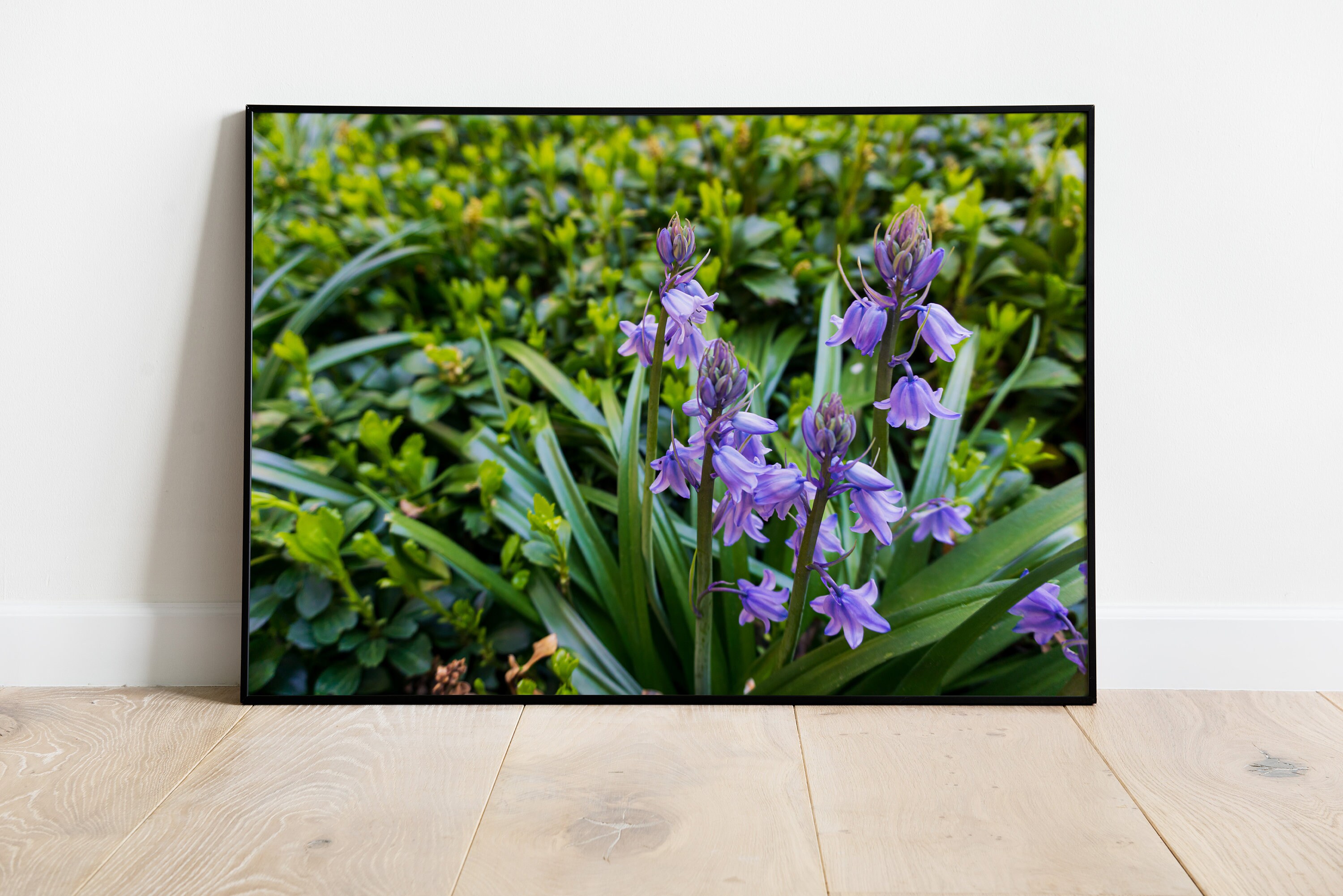 Blooming Bluebells Nature Photography, Flowers Macro Photo Print ...