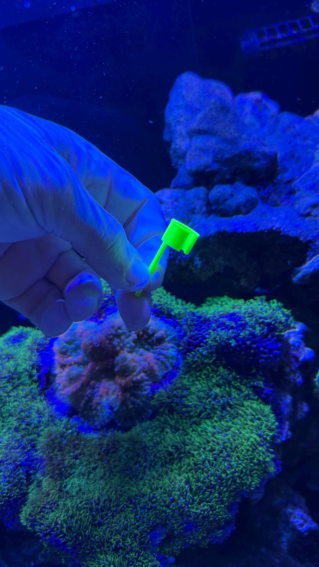 Coral Reef Plug - Etsy