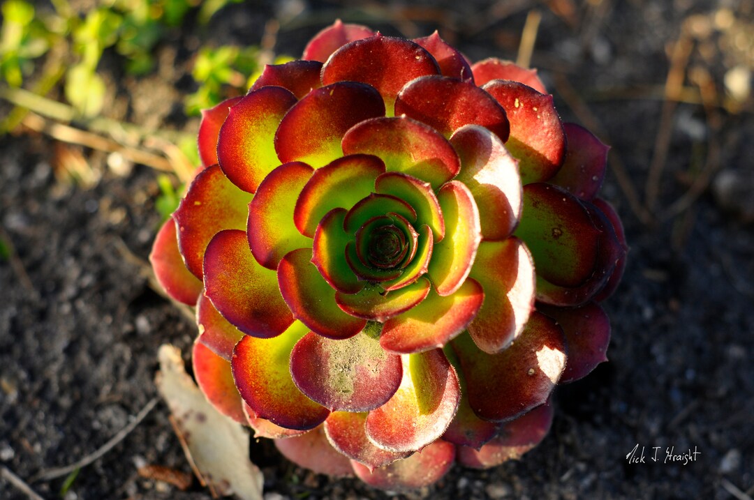 Aeonium Arboretum Succulent - Fine Art Print by Nick J Straight - Etsy