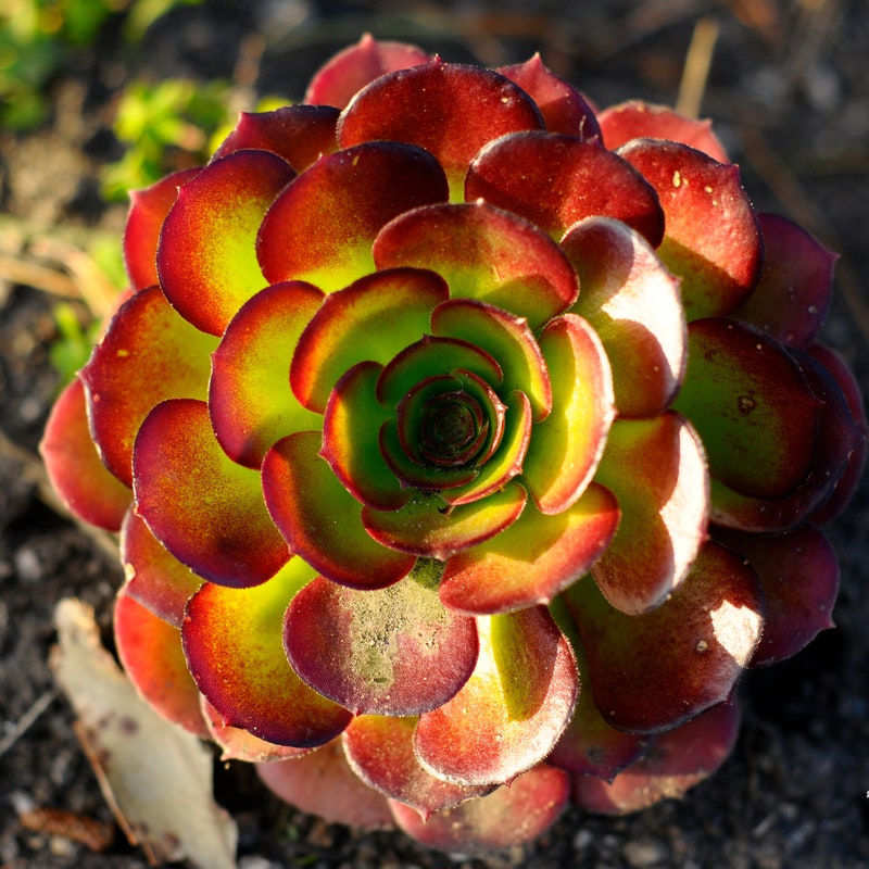 Mountain Rose Succulent - Etsy