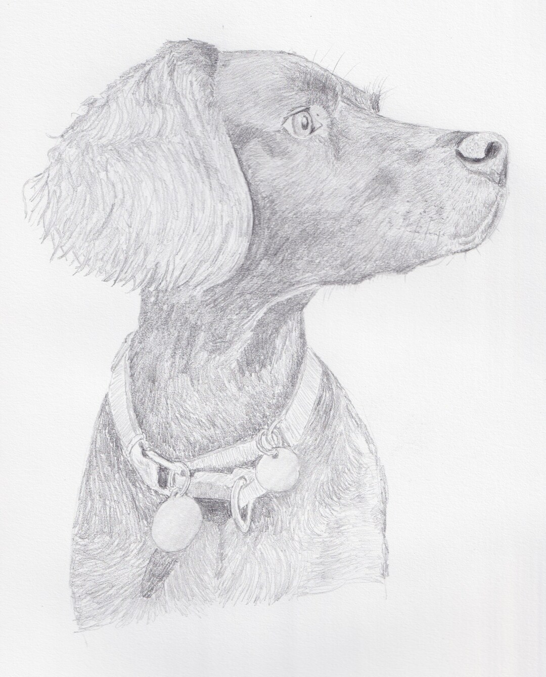 PET PORTRAIT, Hand Drawn, Dog, Cat, Horse and Other Pets, Drawn From a ...