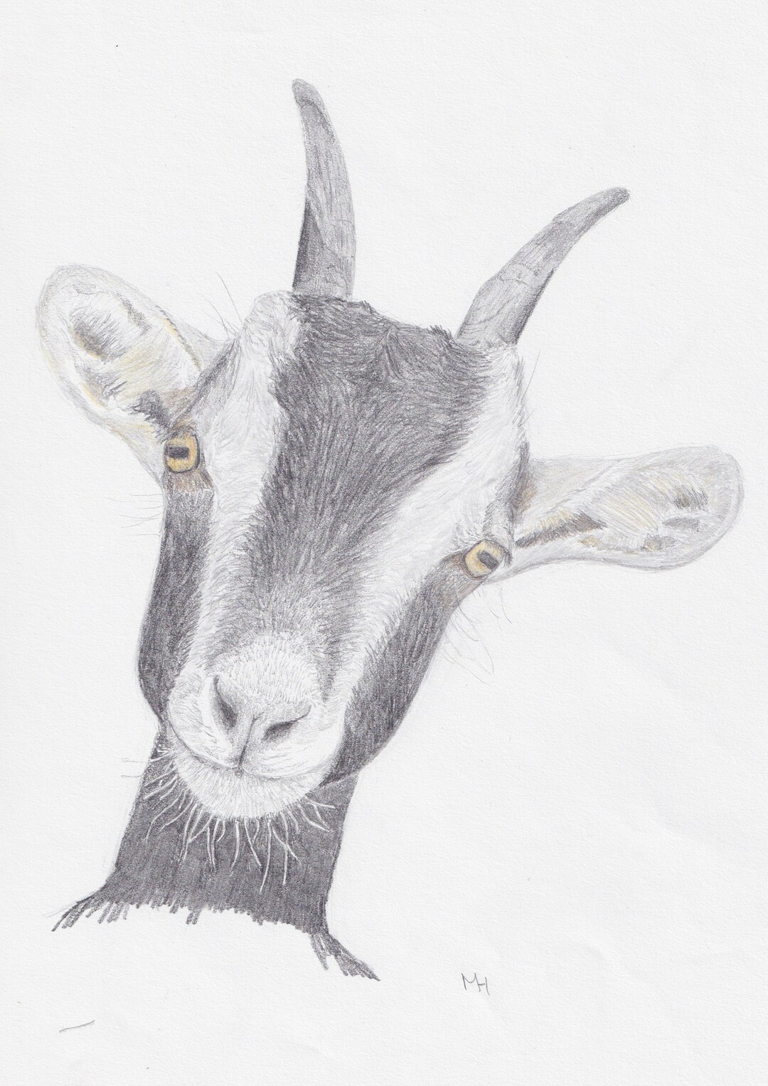 A4 Print of a Goat - Etsy