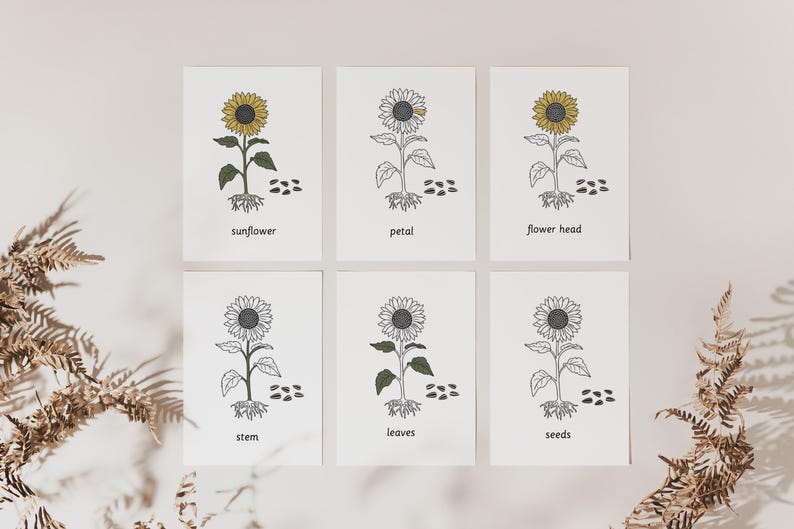 Parts of a Sunflower, Nomenclature 3 Part Cards, Canva Template and PDF ...