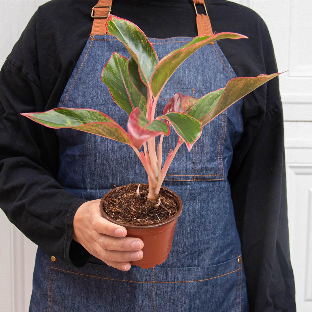 Chinese Evergreen Red Siam, Aglaonema Red Siam, Easy Care Vibrant Red ...