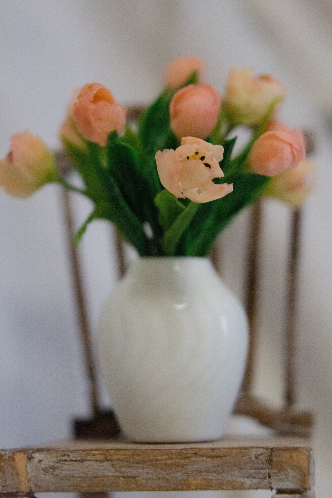 Miniature Tulips Etsy
