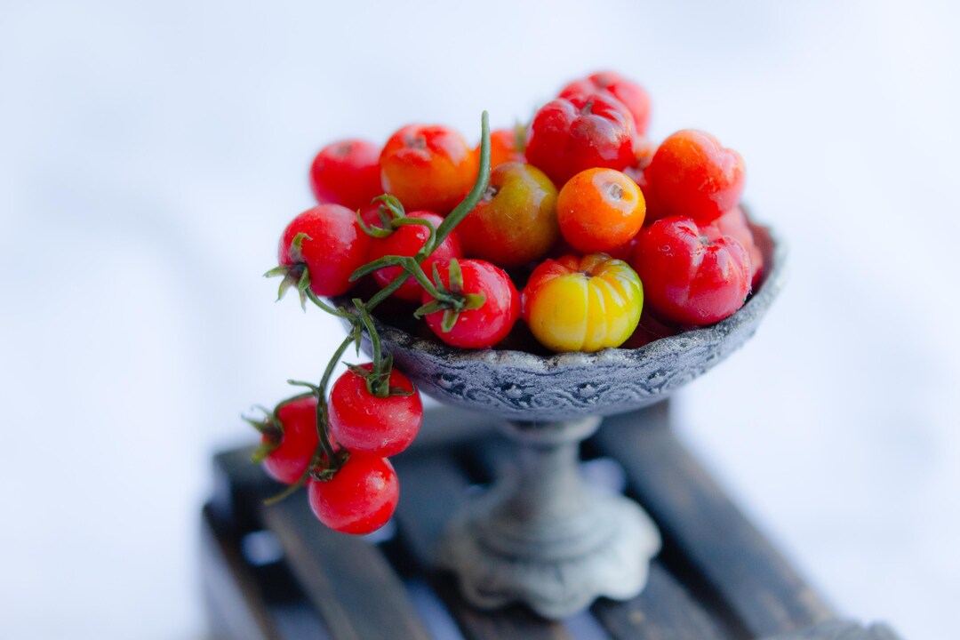 Miniature Tomatoes - Etsy
