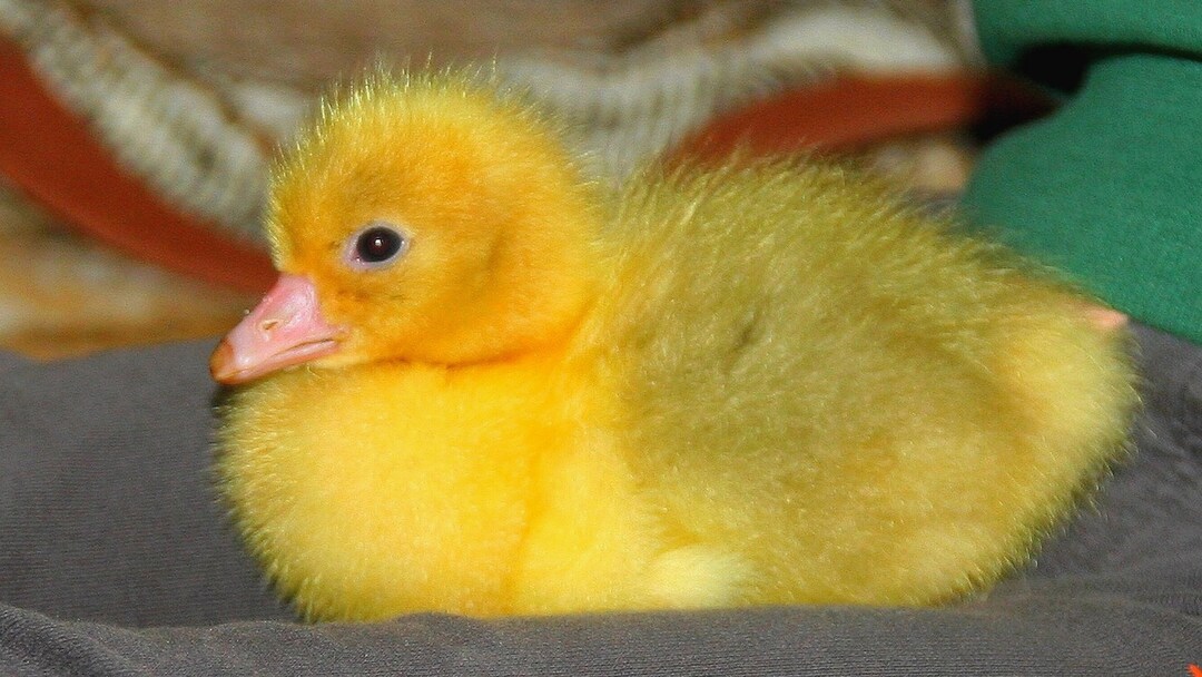 Pictures. A Tame Goose Chick is Playing With the Children. Duck ...