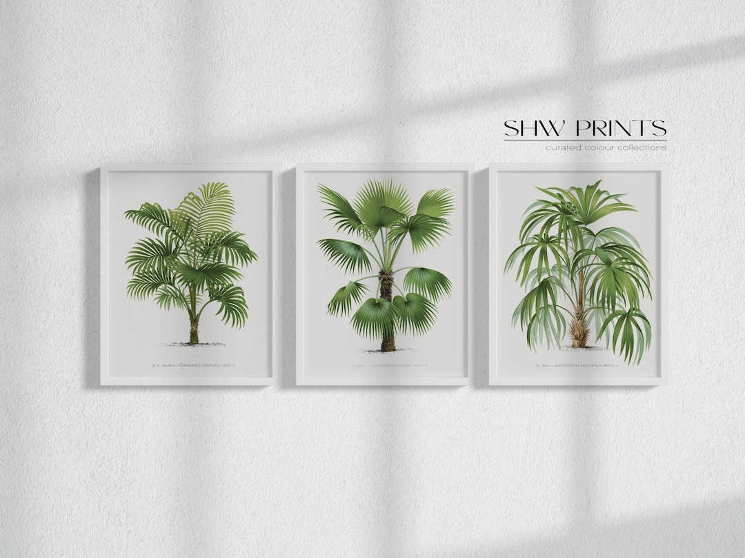 Vintage Palm Tree Wall Art Set of 3 Vintage Botanical Art Prints ...