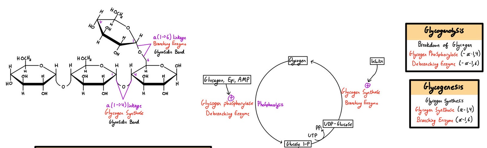 Complete MCAT & Biochem Metabolic Pathway Review Notes - Etsy