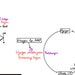 Complete MCAT & Biochem Metabolic Pathway Review Notes - Etsy Canada
