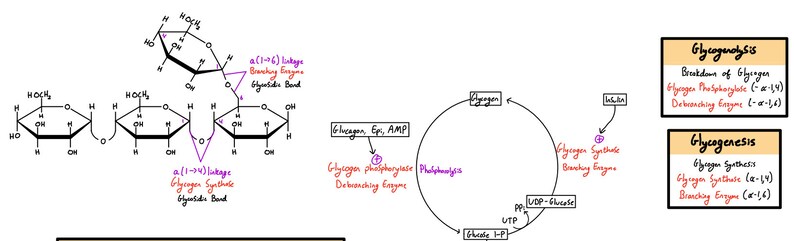 Complete MCAT & Biochem Metabolic Pathway Review Notes - Etsy