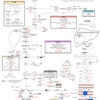 Metabolic Pathways Map - Aesthetic Digital Illustration - Etsy UK