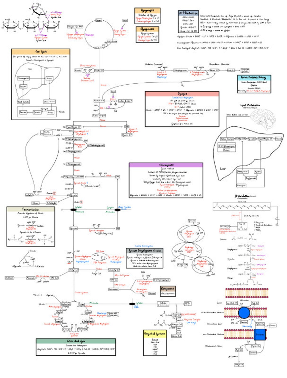 Complete MCAT & Biochem Metabolic Pathway Review Notes - Etsy