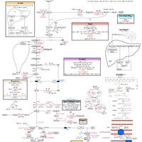 Metabolic Pathways Map - Aesthetic Digital Illustration - Etsy UK