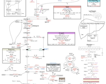 MCAT & Biochem Enzyme Review Notes - Etsy
