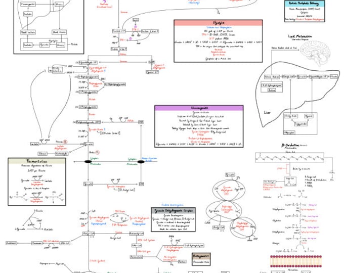 MCAT Comprehensive Biochemistry Metabolic Pathway Study Guide - Etsy Canada