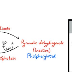 Complete MCAT & Biochem Metabolic Pathway Review Notes - Etsy