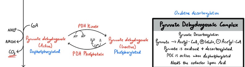 Complete MCAT & Biochem Metabolic Pathway Review Notes - Etsy
