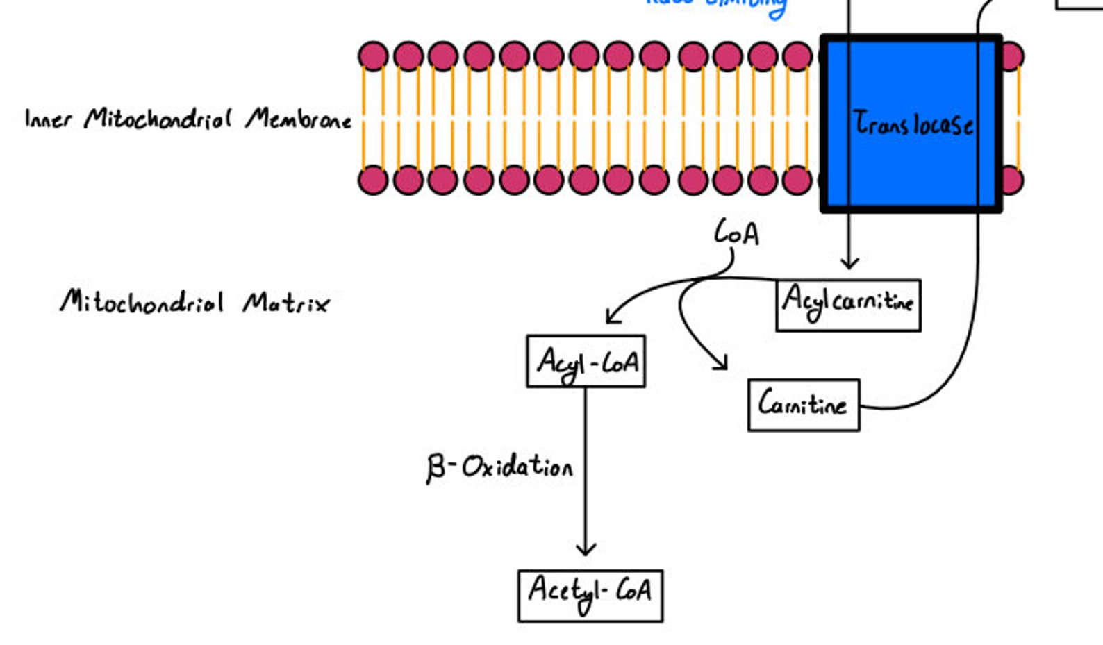 Complete MCAT & Biochem Metabolic Pathway Review Notes - Etsy