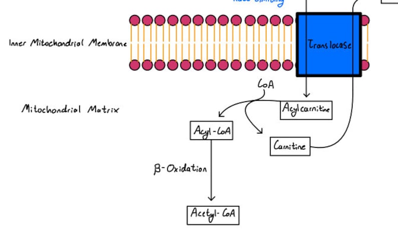 Complete MCAT & Biochem Metabolic Pathway Review Notes - Etsy