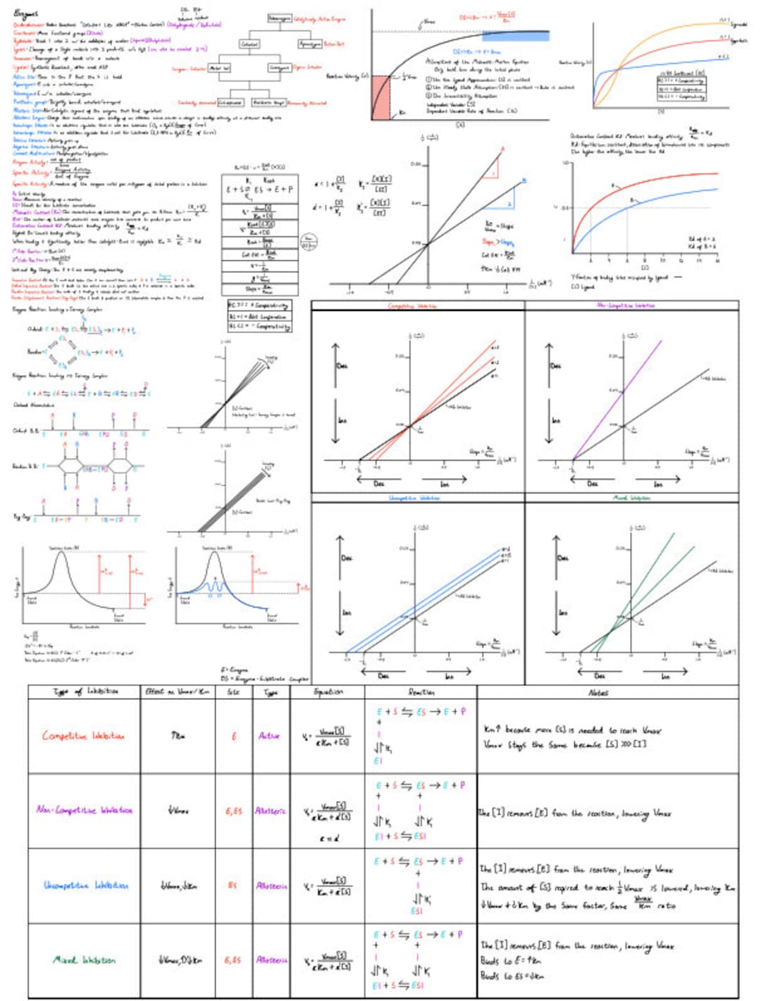 MCAT & Biochem Enzyme Review Notes - Etsy