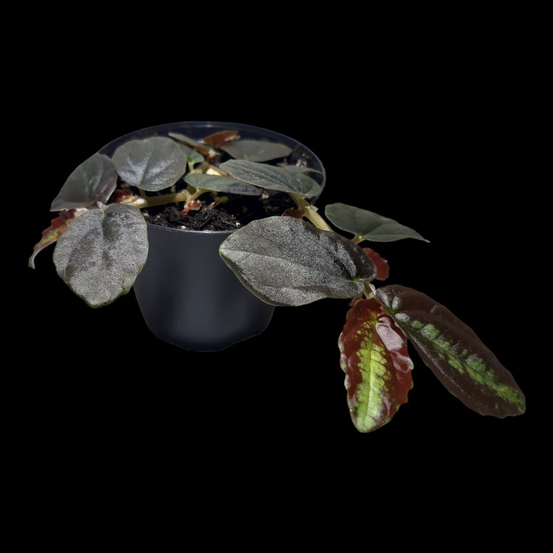 Pellonia repens, Rankpflanze, Hängepflanze, Terrarien Pflanzen ...