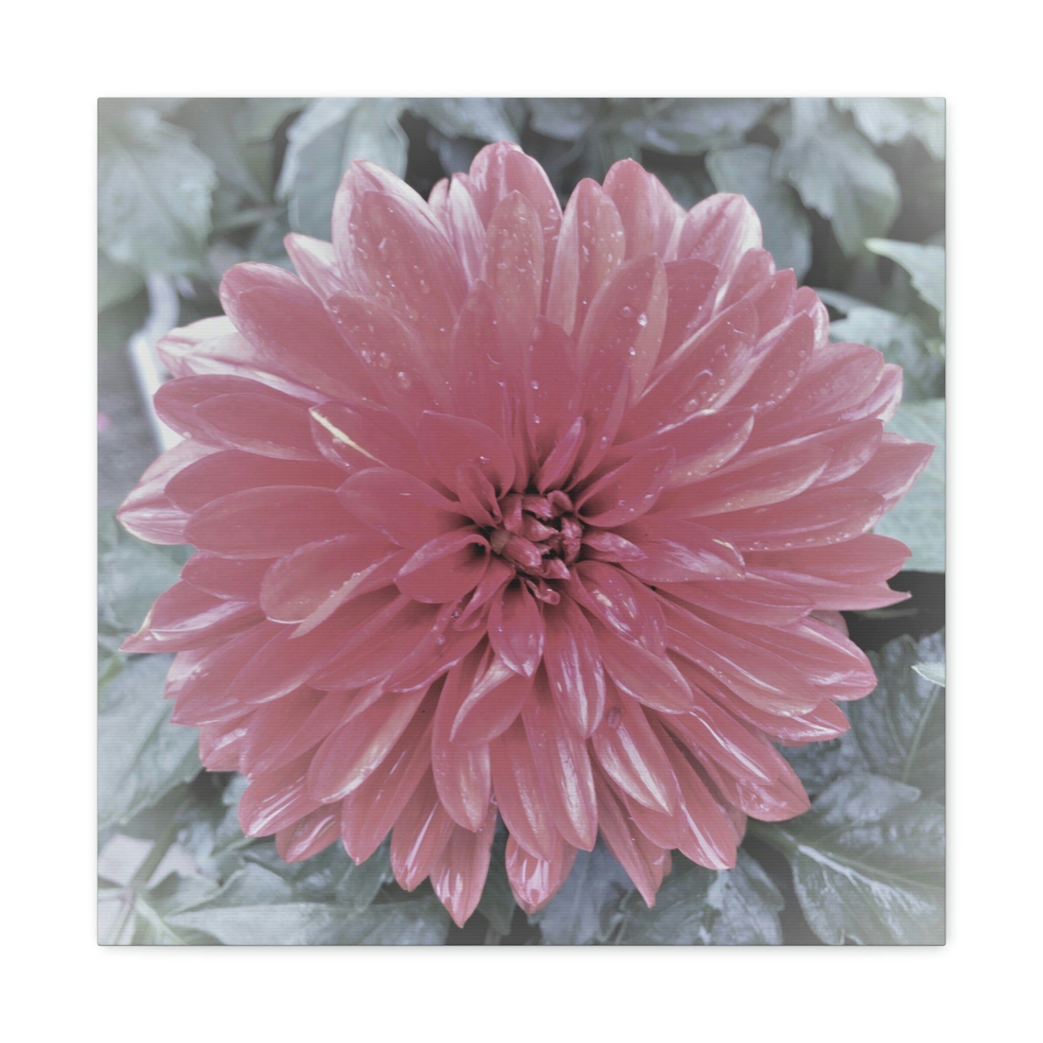 Canvas Wraps Stunning Light Pink Dahlia Print. Unique and Eye Catching ...
