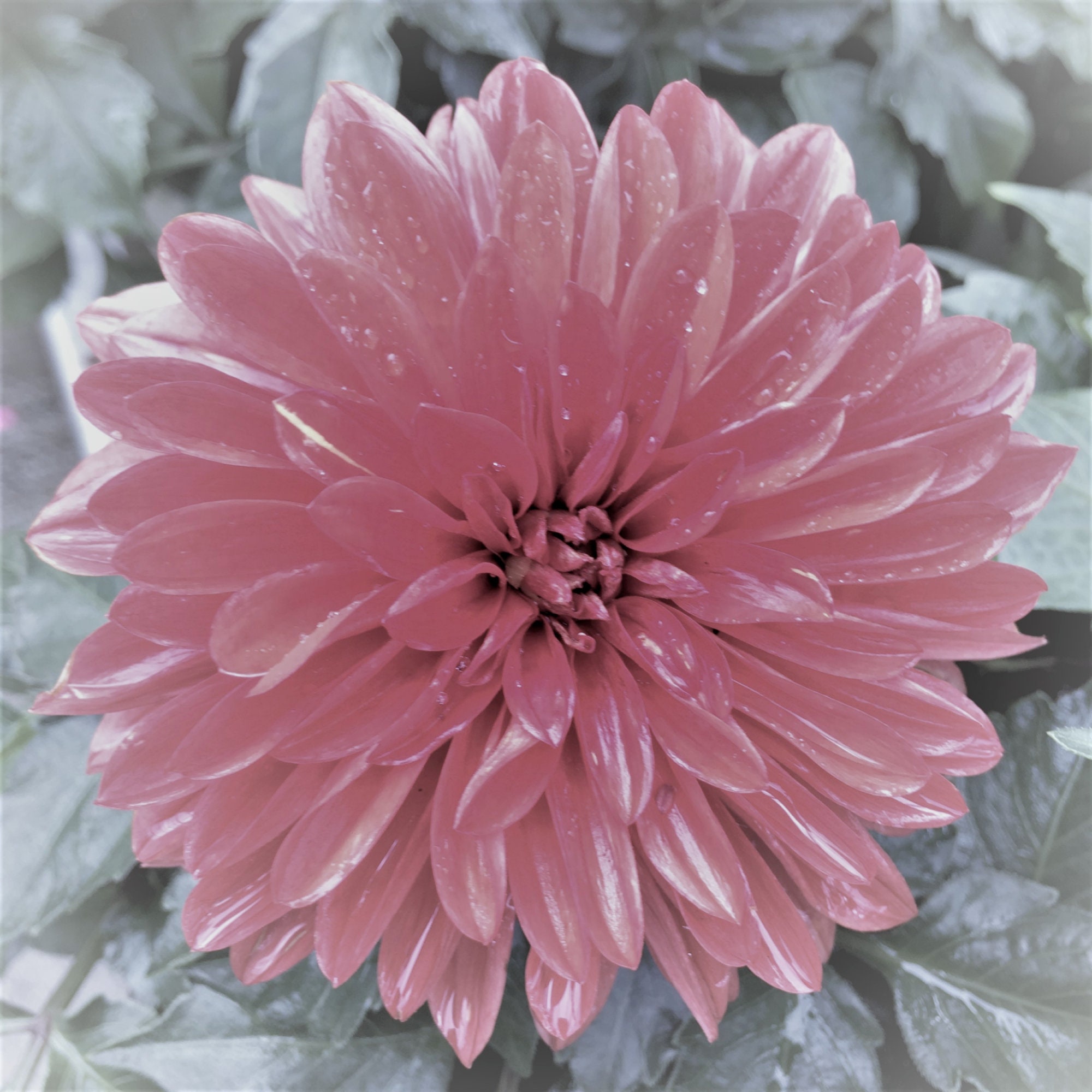 Light Pink Dahlia Flower